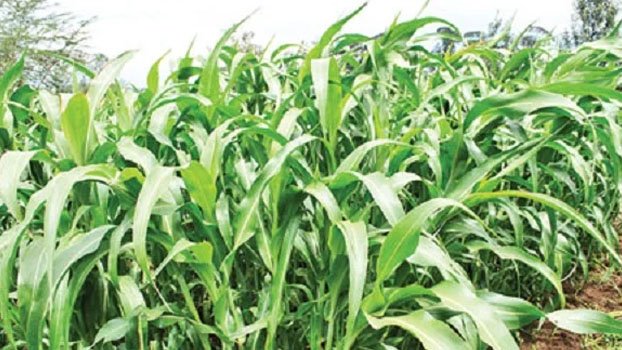 Napier grass farming brings fortune to many Rangpur farmers ...