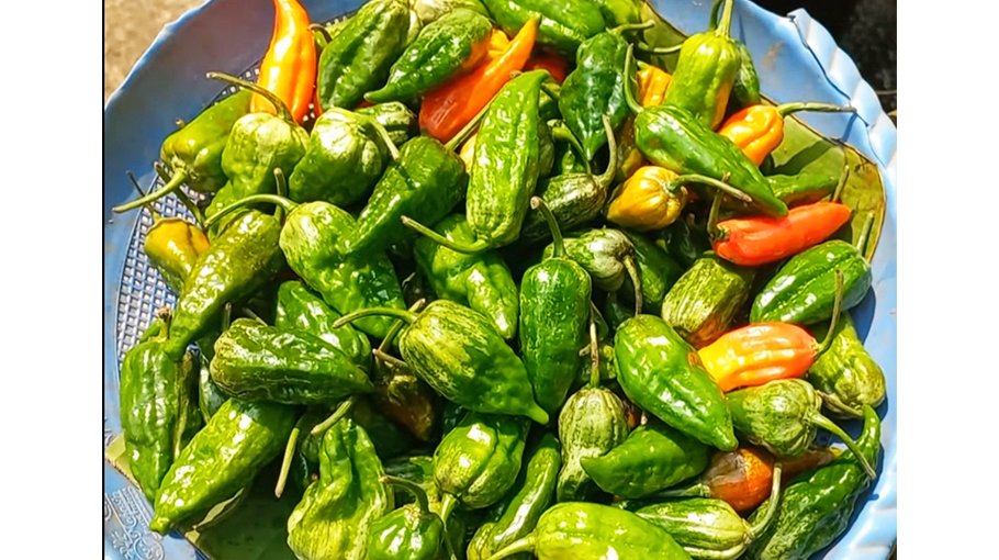 Naga Chilli of Sylhet gets fame across world - Bangladesh Post